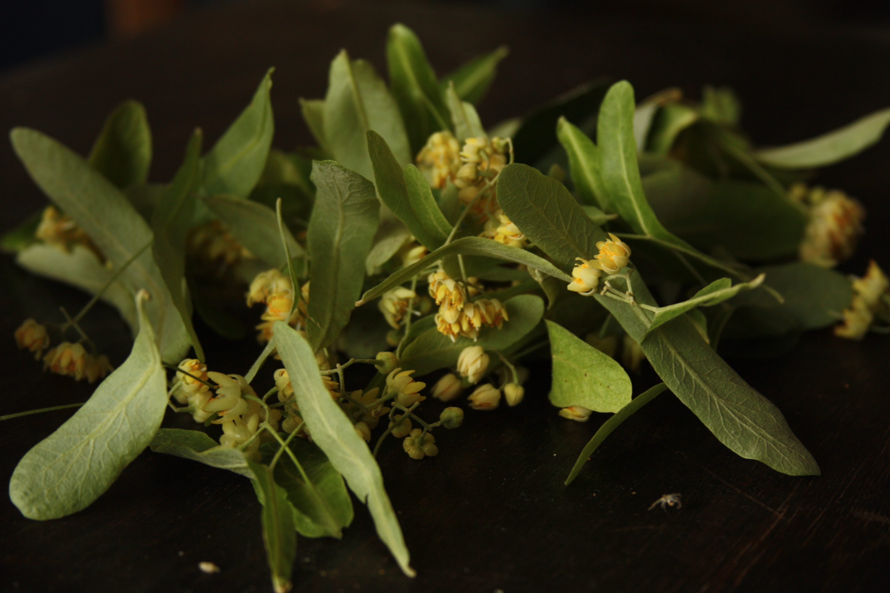 Ce nu ştiai că poţi trata cu flori de tei | Obiectiv.info