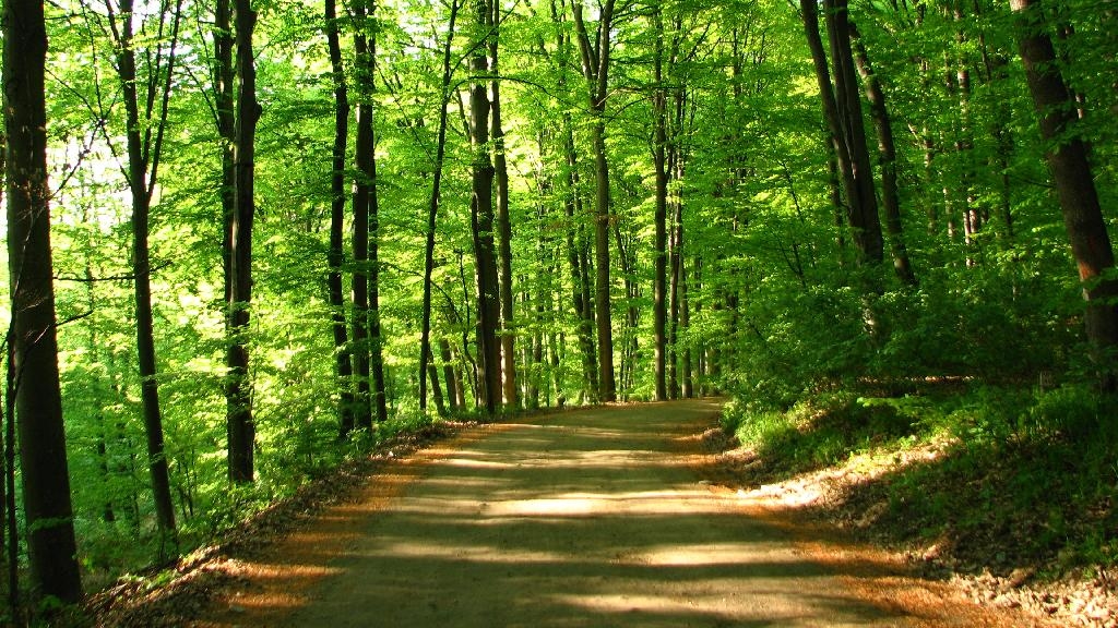 Premieră în România: Prima pădure creată de o asociaţie va fi ...